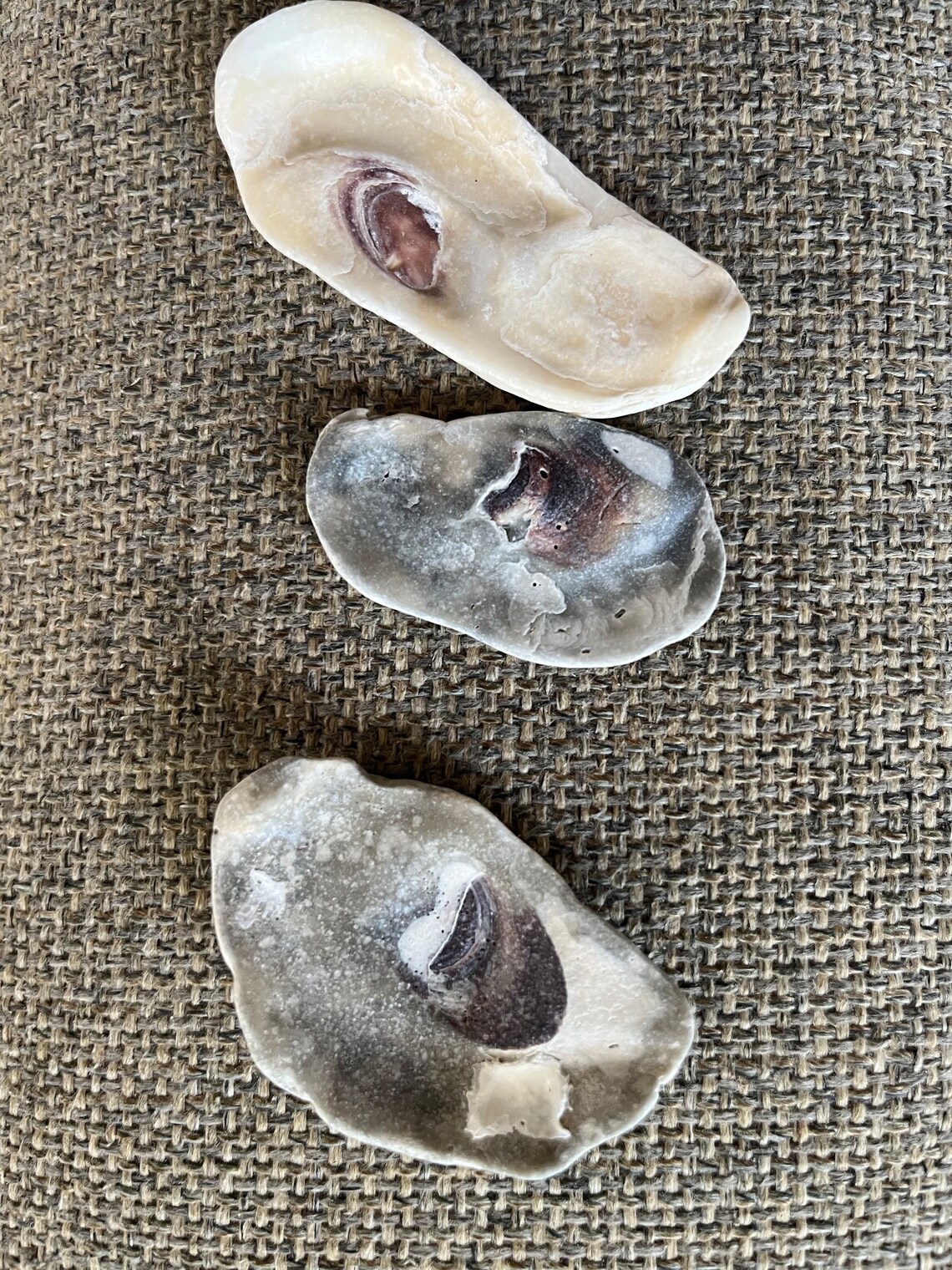 Oyster Shells Batch / Handpicked / From Florida Beach / Tools for ...