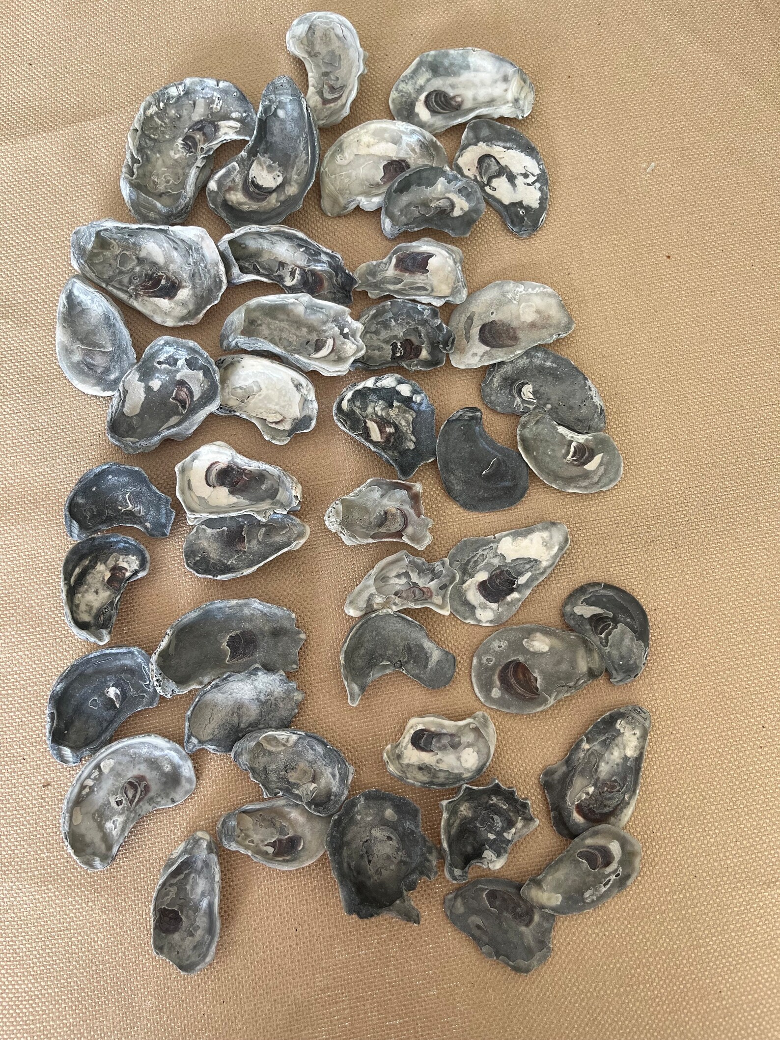 Flat and Cup Grey Oyster Shells Batch / Handpicked / From Florida Beach ...