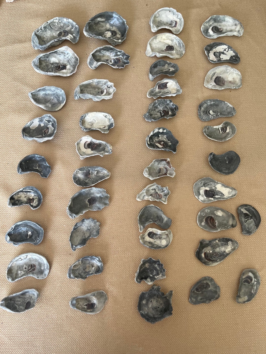 Flat and Cup Grey Oyster Shells Batch / Handpicked / From Florida Beach ...