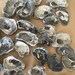 Flat and Cup Grey Oyster Shells Batch / Handpicked / From Florida Beach ...