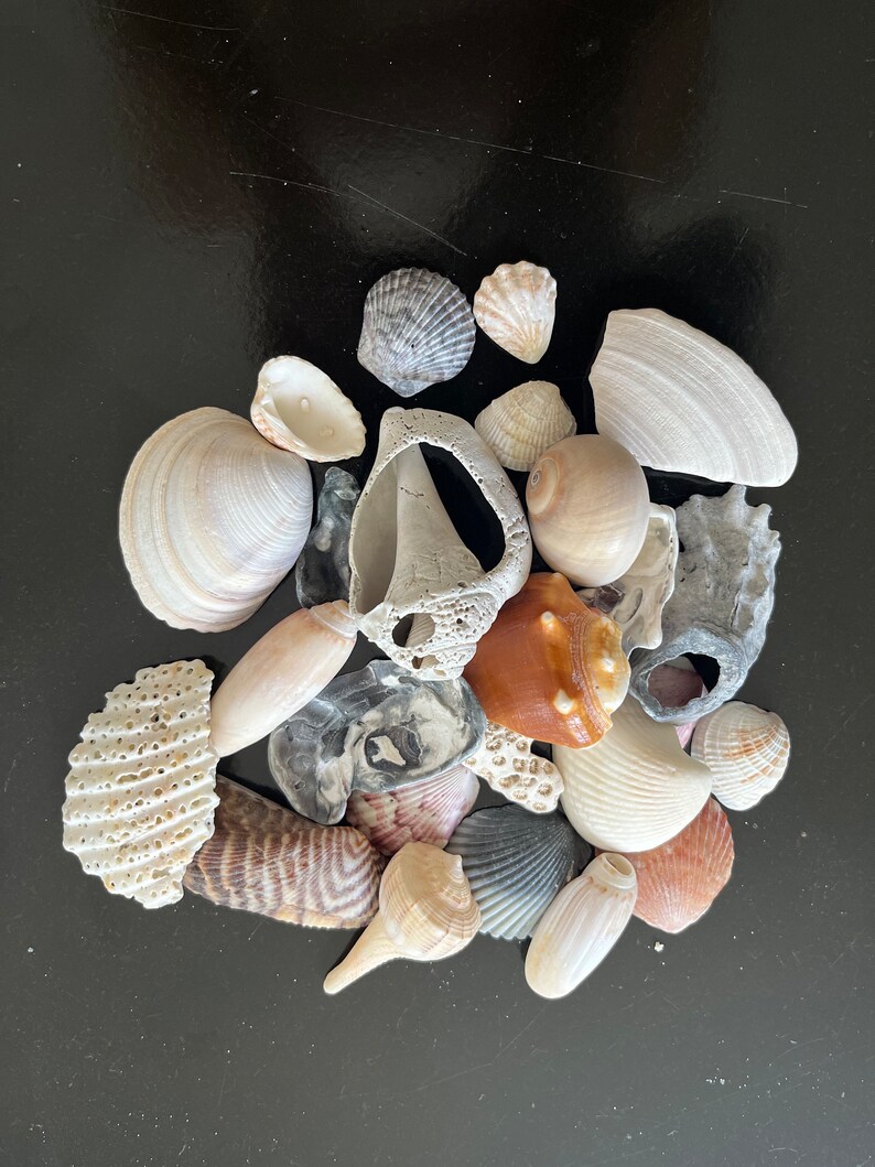 Seashell Composition/ Ocean Inspired Shells From the Gulf of Mexico - Etsy