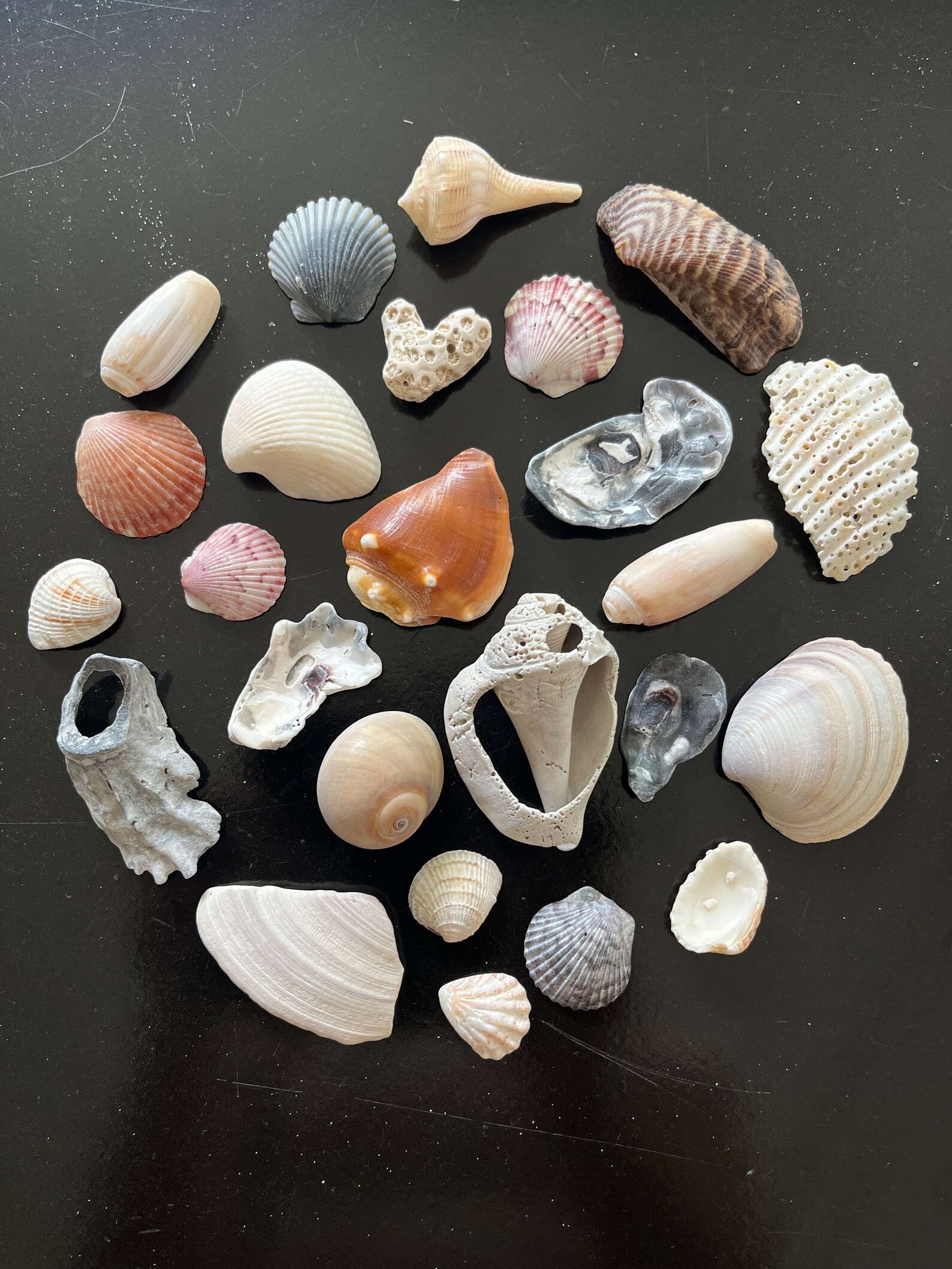 Seashell Composition/ Ocean Inspired Shells From the Gulf of Mexico - Etsy