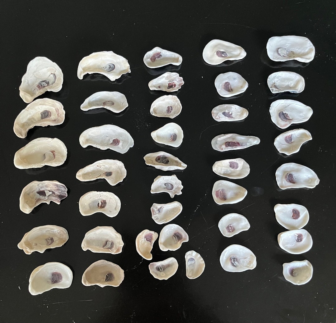 Flat and Cup Oyster Shells Batch / Handpicked / From Florida Beach ...