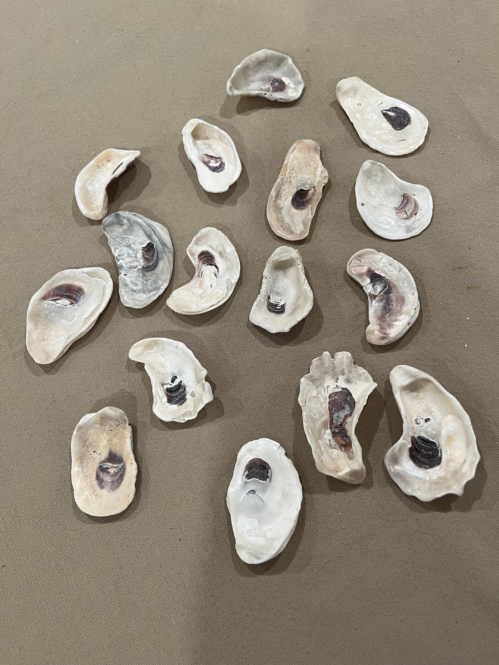 Oyster Shells Batch / Handpicked / From Florida Beach / Tools for ...