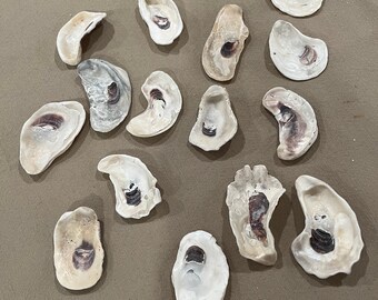 Flat and Cup Grey Oyster Shells Batch / Handpicked / From Florida Beach ...