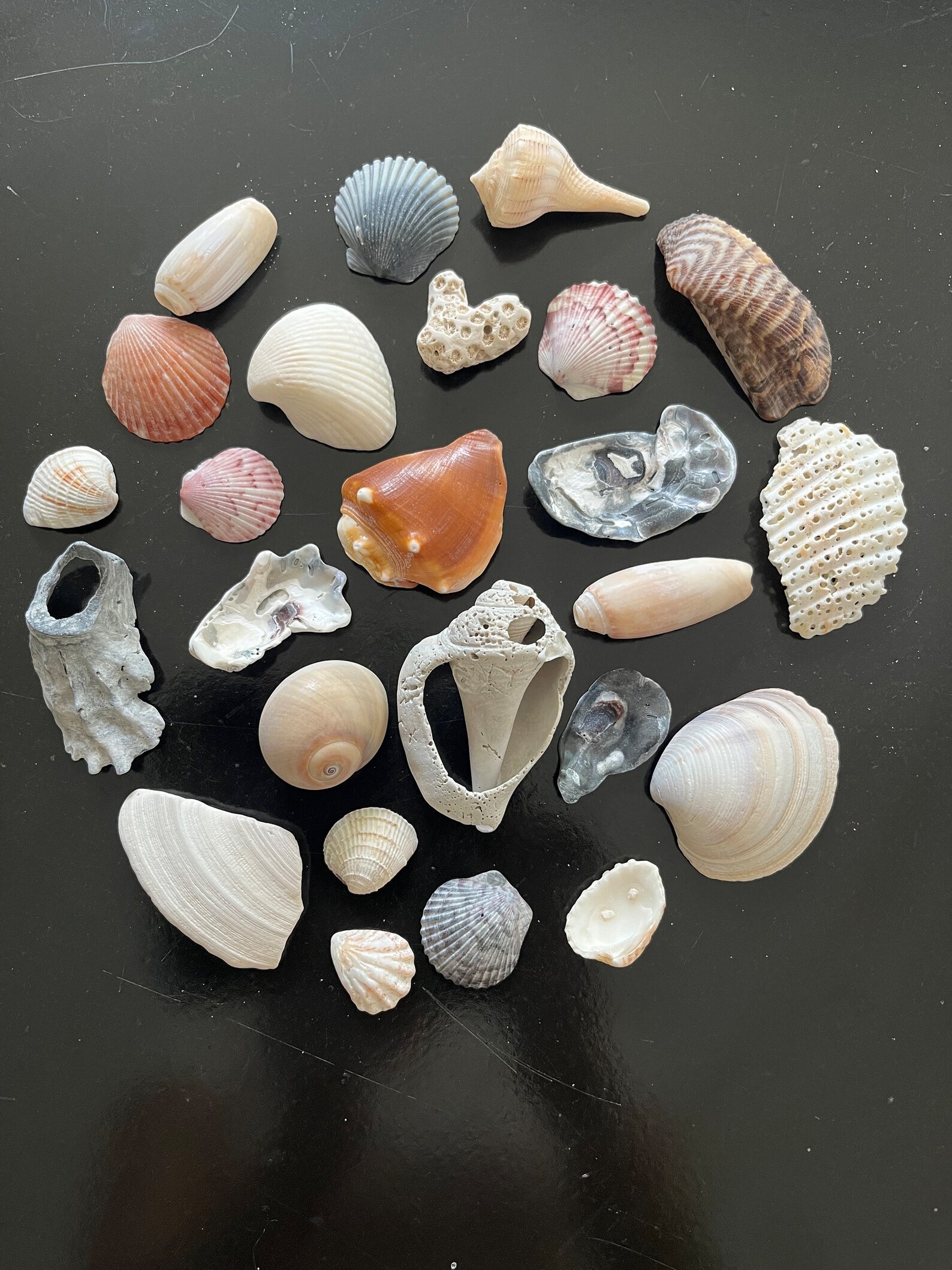 Seashell Composition/ Ocean Inspired Shells From the Gulf of Mexico - Etsy