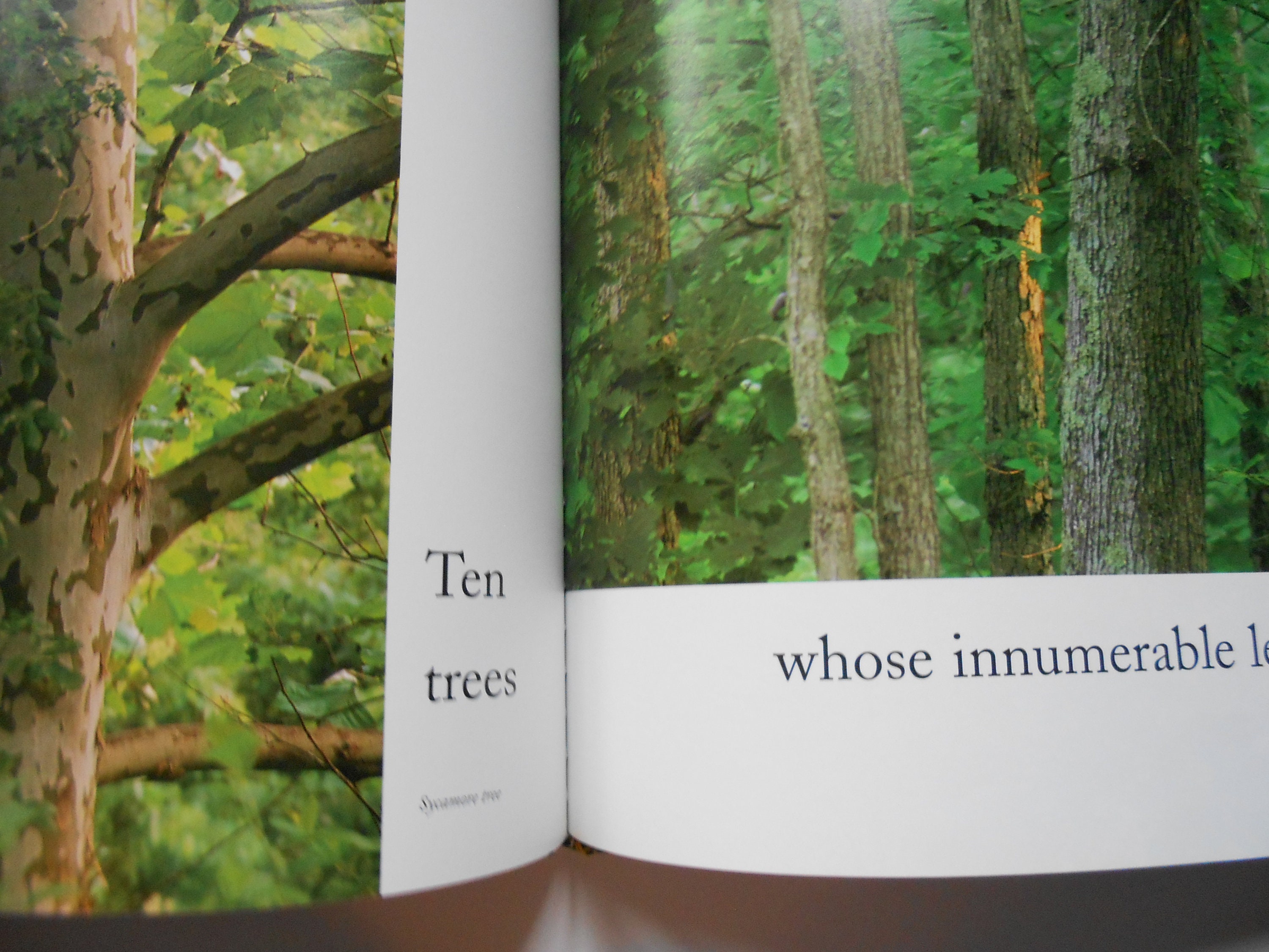Counting on the Woods a Vintage Poetry Book by George Ella - Etsy