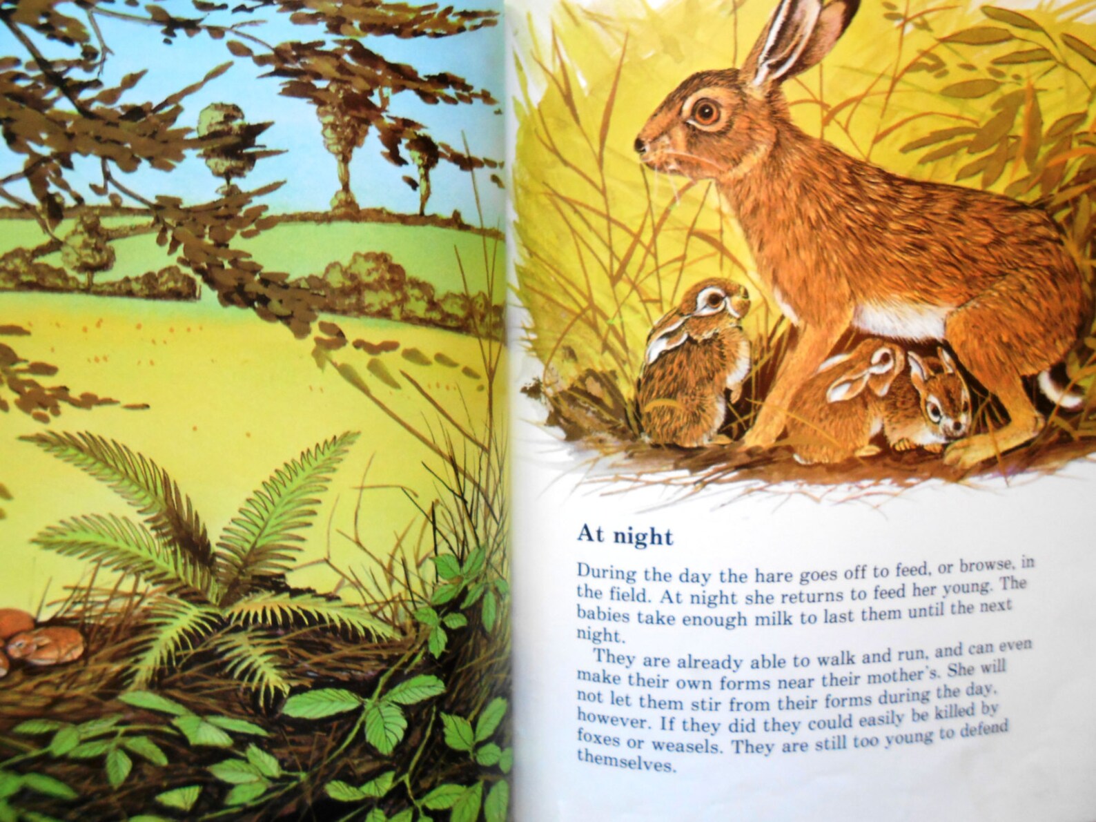 The Hare a Vintage Children's Book Animal World - Etsy