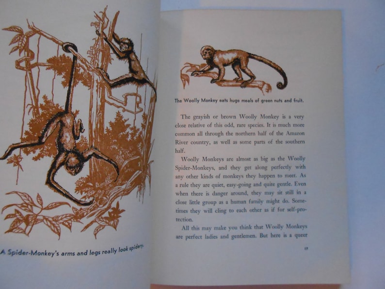 All About Monkeys a Vintage Children's Book - Etsy