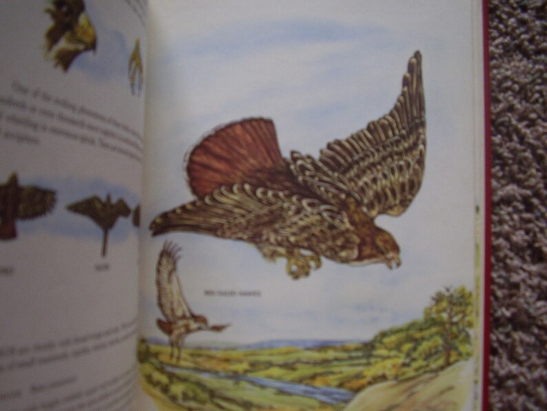 The Book of Big Birds, Vintage Children's Book - Etsy