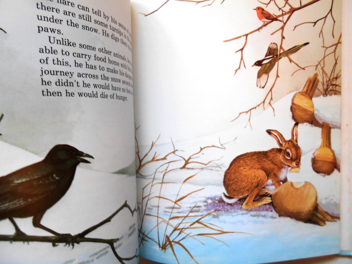 The Hare a Vintage Children's Book Animal World - Etsy