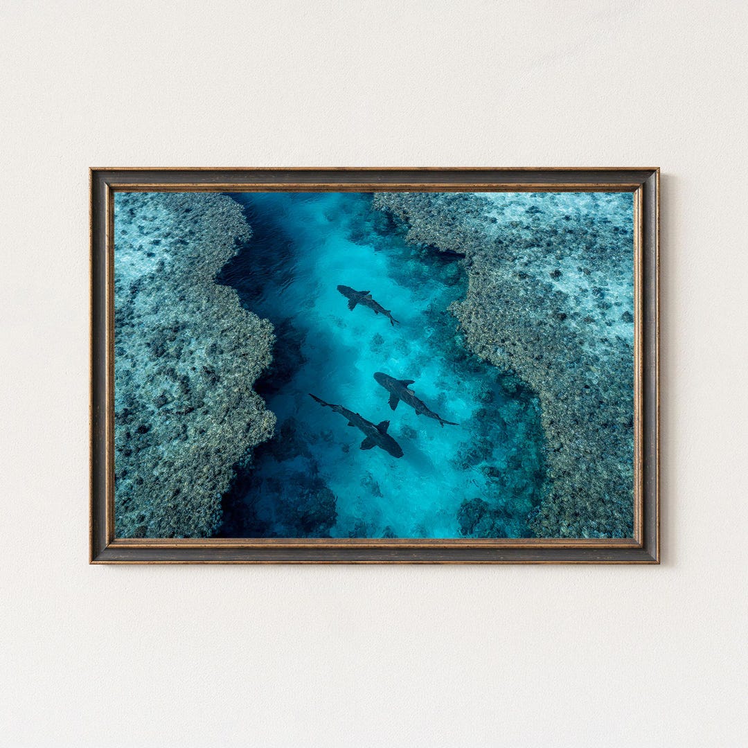 Aerial Shark Photography – Bull Sharks in Fiji Ocean Art - Etsy
