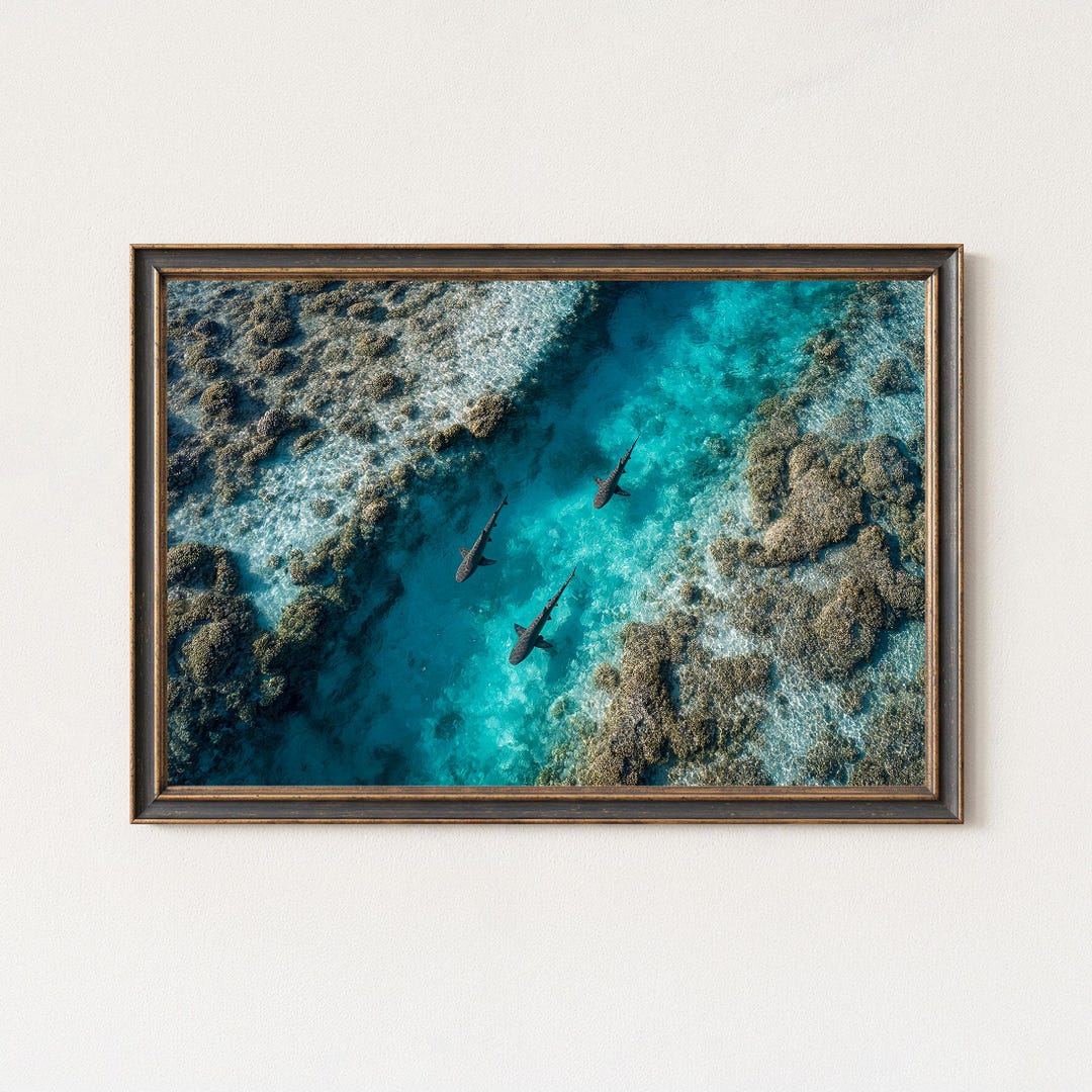 Aerial Shark Photography – Bull Sharks Over Fiji Coral Reef - Etsy