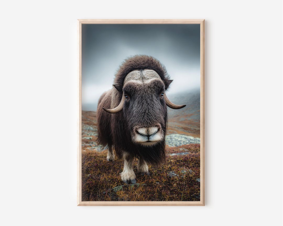 Musk Ox Wall Art – Arctic Wildlife Nature Photography Print - Etsy