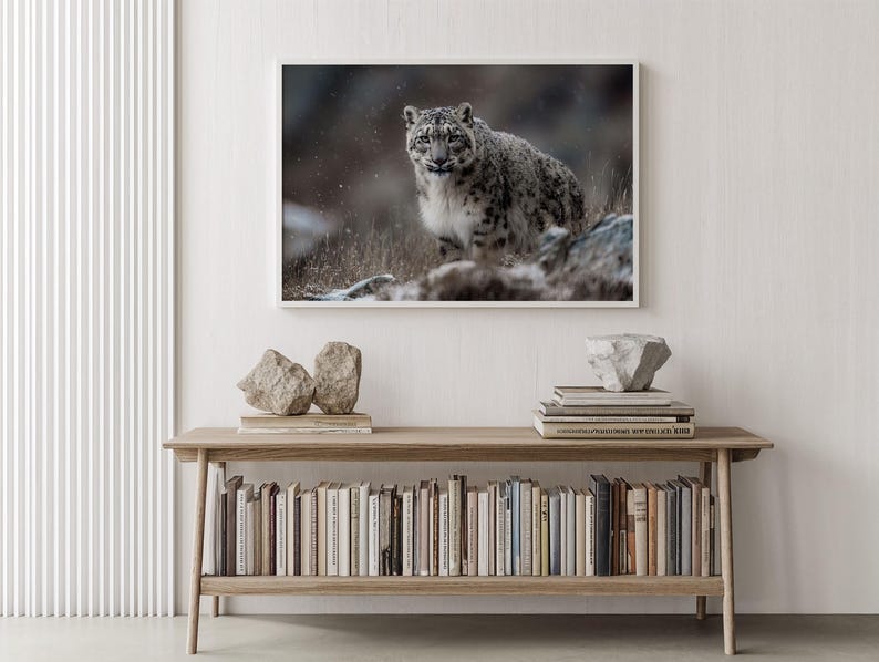 Snow Leopard Photography Print – Himalayan Wildlife Wall Art - Etsy