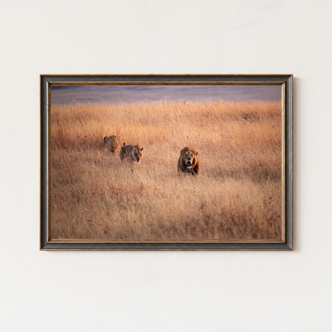 Lion Photography Print – Lions Hunting Wildlife Art - Etsy