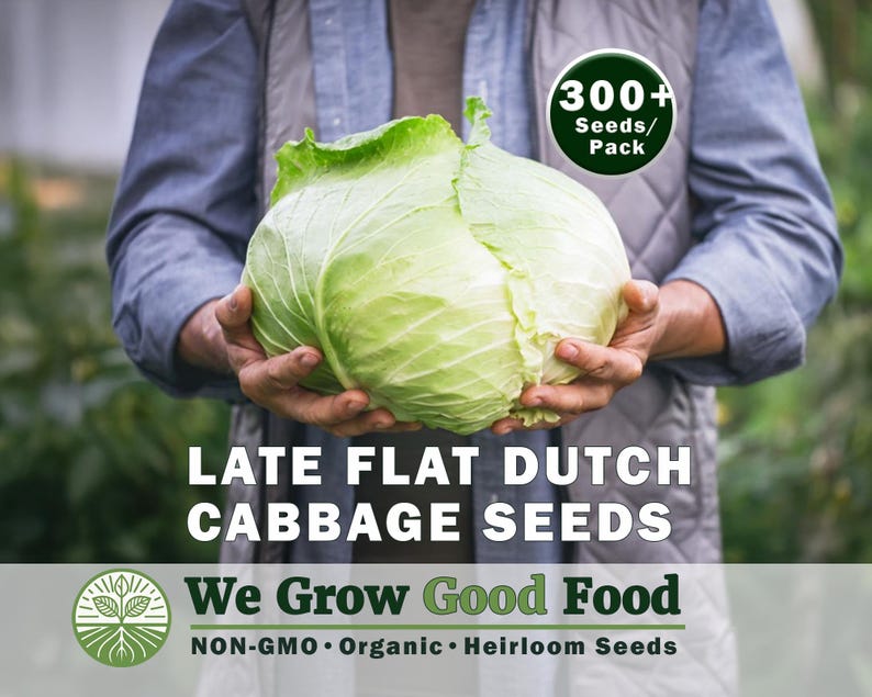Late Flat Dutch Cabbage Seeds | Organic Heirloom Giant Sauerkraut ...