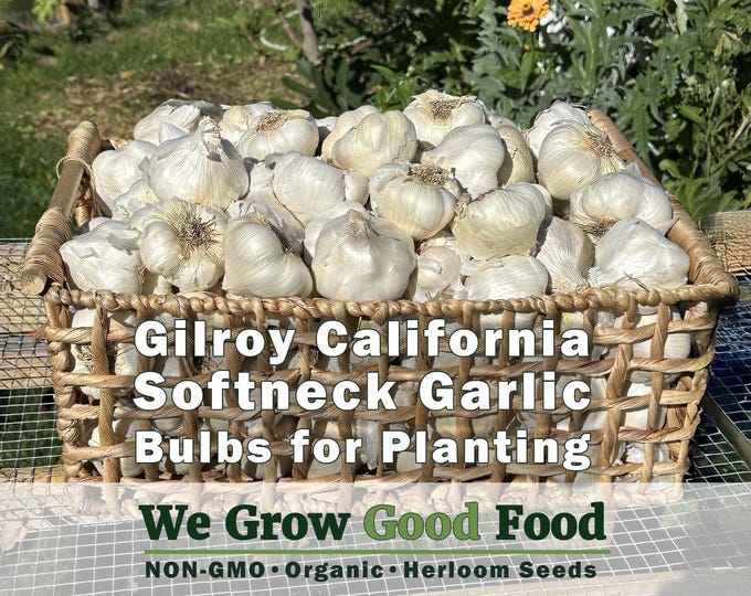 Gilroy California Softneck Garlic Bulbs for Planting | Organic Heirloom ...