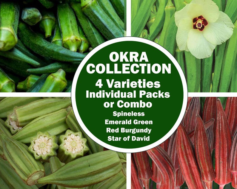 Heirloom Okra Seeds: Emerald, Star of David, Red Burgundy, Spineless - Etsy