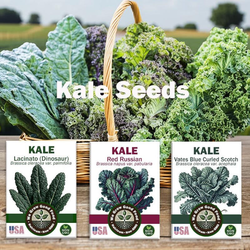 Kale Seeds - Etsy