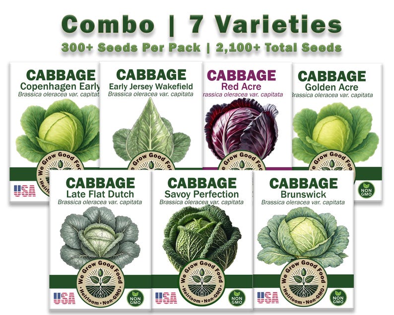 Late Flat Dutch Cabbage Seeds | Organic Heirloom Giant Sauerkraut ...