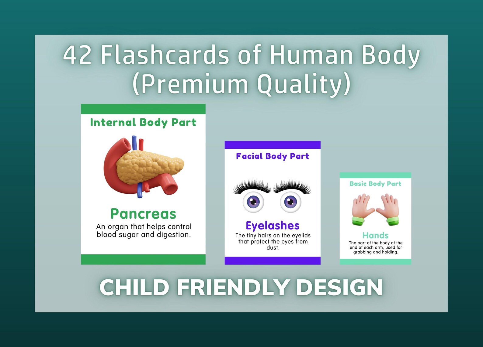 Printable Human Anatomy Flashcards: 42 Body Parts Cards - Etsy