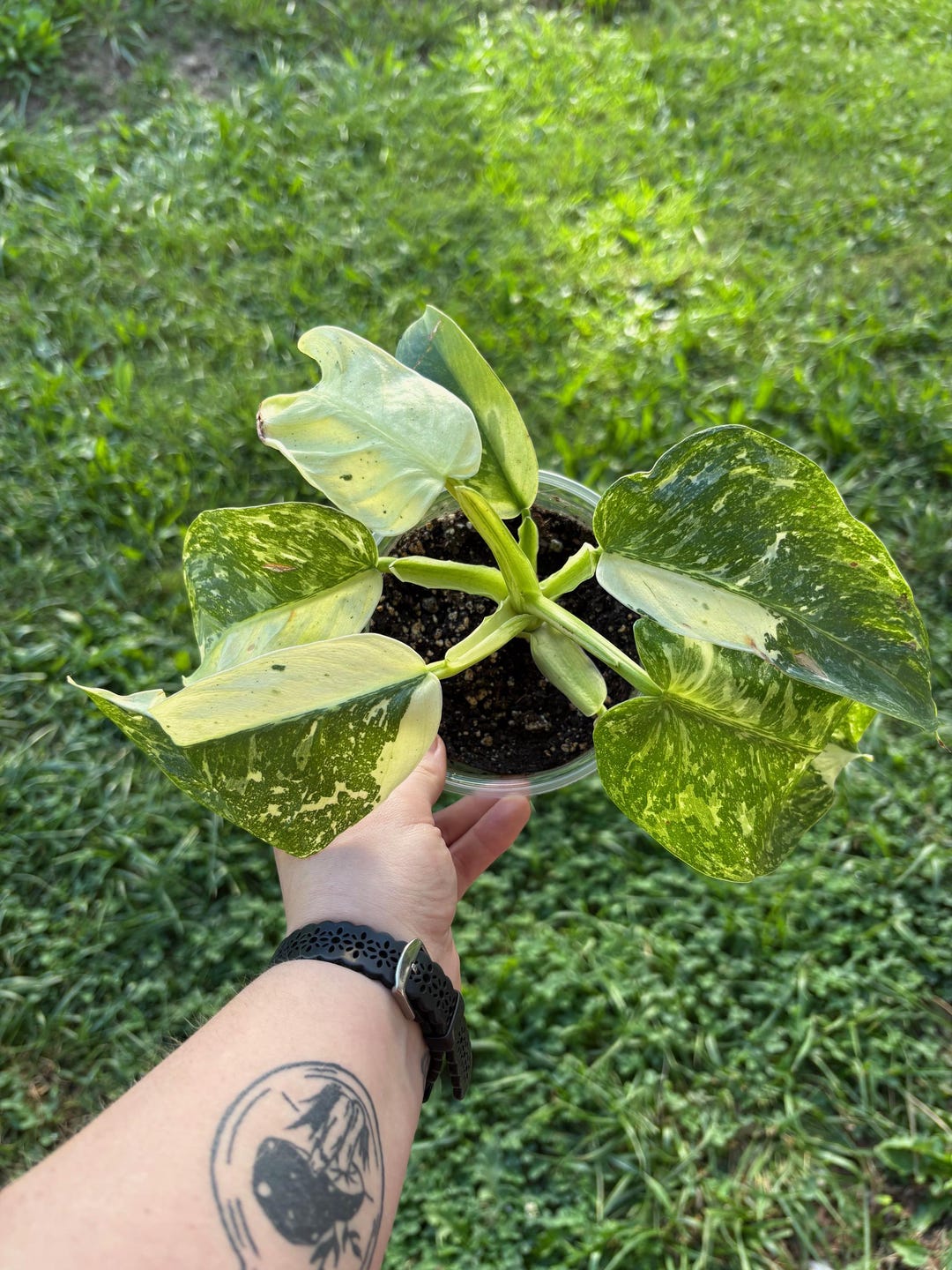 Large Philodendron Jose Bueno Fiesta - Etsy