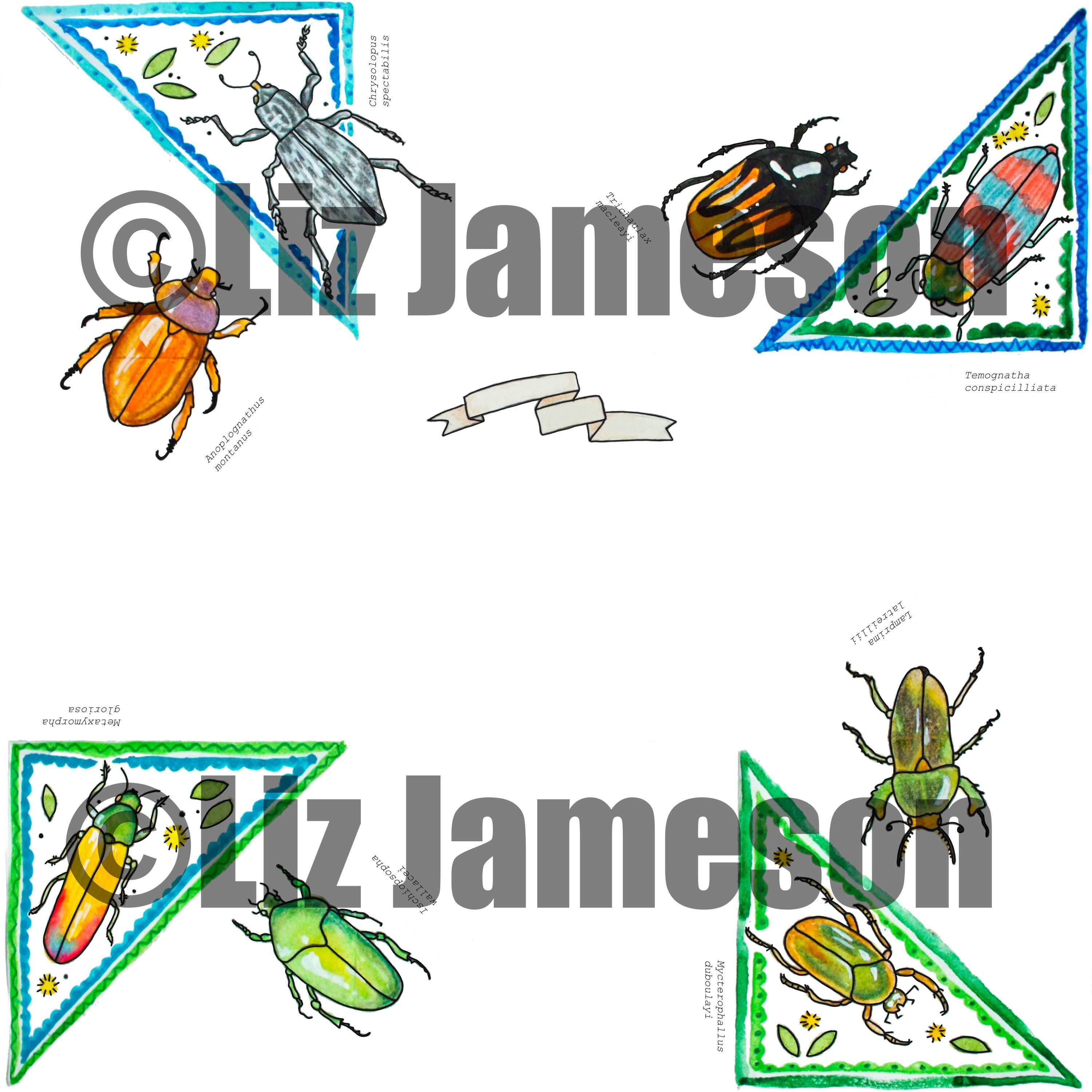 Victorian Puzzle Purse Template - Australian Native Insects - PDF Print ...
