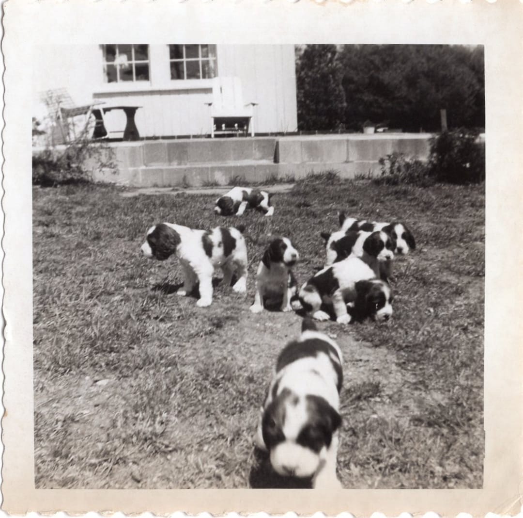 Vintage Photo - Cute Little Puppies - 1960's Original Found Photo ...