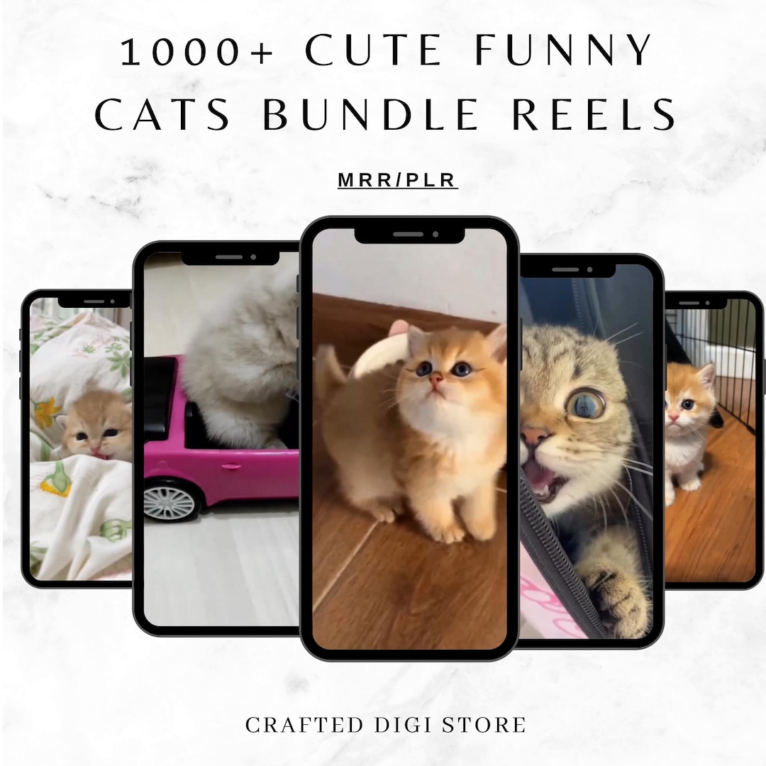 Funny Cat Reels Bundle, Viral Videos for Social Media (digital Download ...