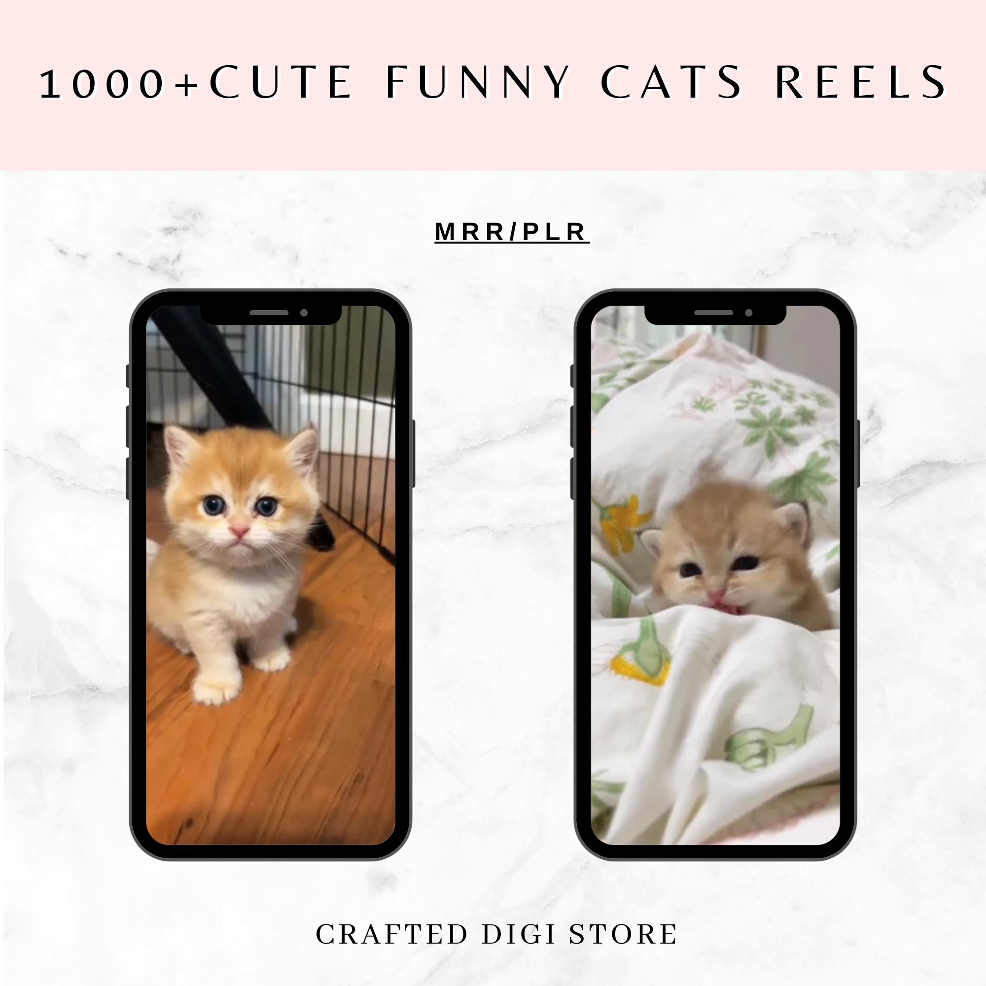 Funny Cat Reels Bundle, Viral Videos for Social Media (digital Download ...