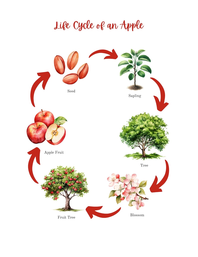 Apple Unit Study – A Fun, Educational Fall Resource for Homeschool ...