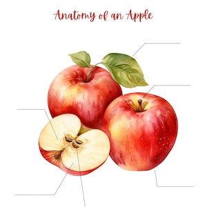Apple Unit Study – A Fun, Educational Fall Resource for Homeschool ...