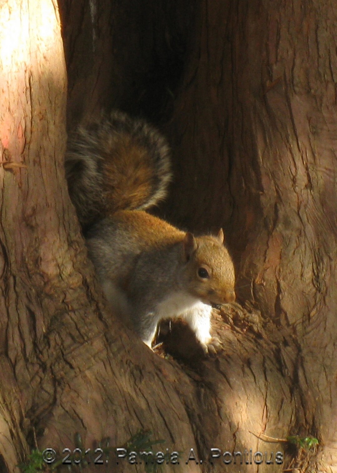 Who Knocked Folded Greeting Card - Etsy