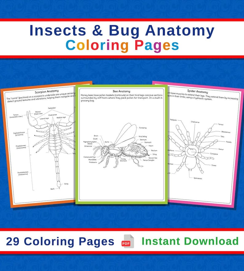 Insect Anatomy Coloring Pages Printable, Educational Bug Worksheets ...