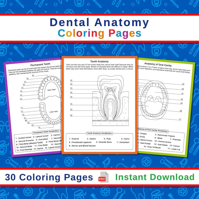 Dental Anatomy Coloring Pages: Teeth & Oral Structures (printable) - Etsy