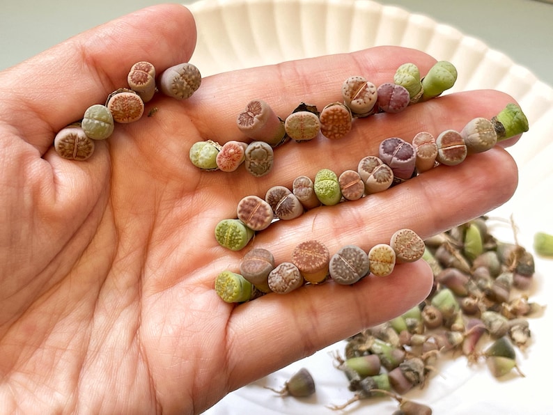 Colorful Lithops Living Stones: 40pcs+ Bare Root Succulents - Etsy Ireland