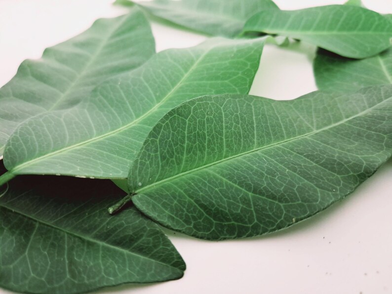 Wild Lemon Leaf Tea Bags (yaki Naran Leaf Tea) | 100% Natural Dried ...
