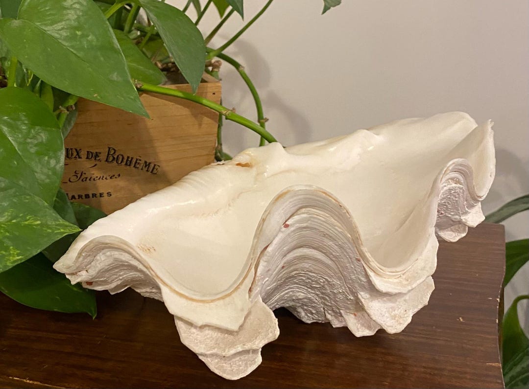 Unique Large 10” Giant Tridacna Clam Shell (half) - Real Ruffled Sea ...