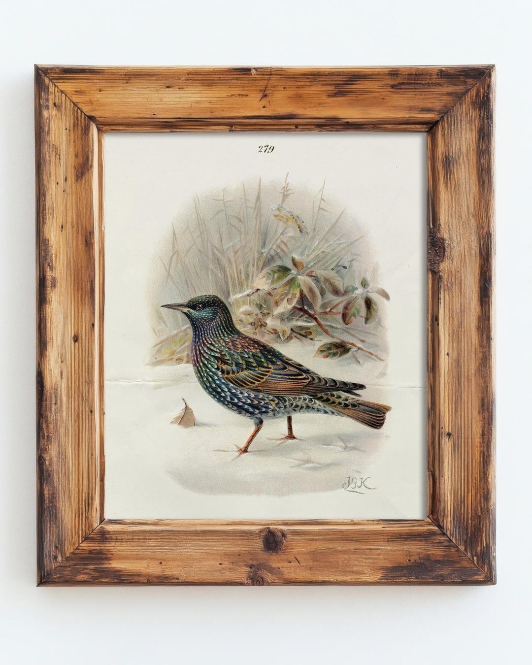 Vintage Starling Bird Print | Digital Download | Antique Ornithology ...