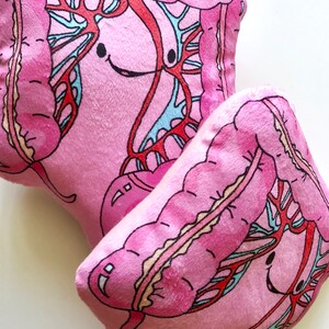 COLON Anatomy Organ Plushy/ Cute Science Toys GUTS - Etsy