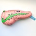 PANCREAS Plushy/ Pancreas Plush Toy/ Anatomy Pancreas Plush - Etsy