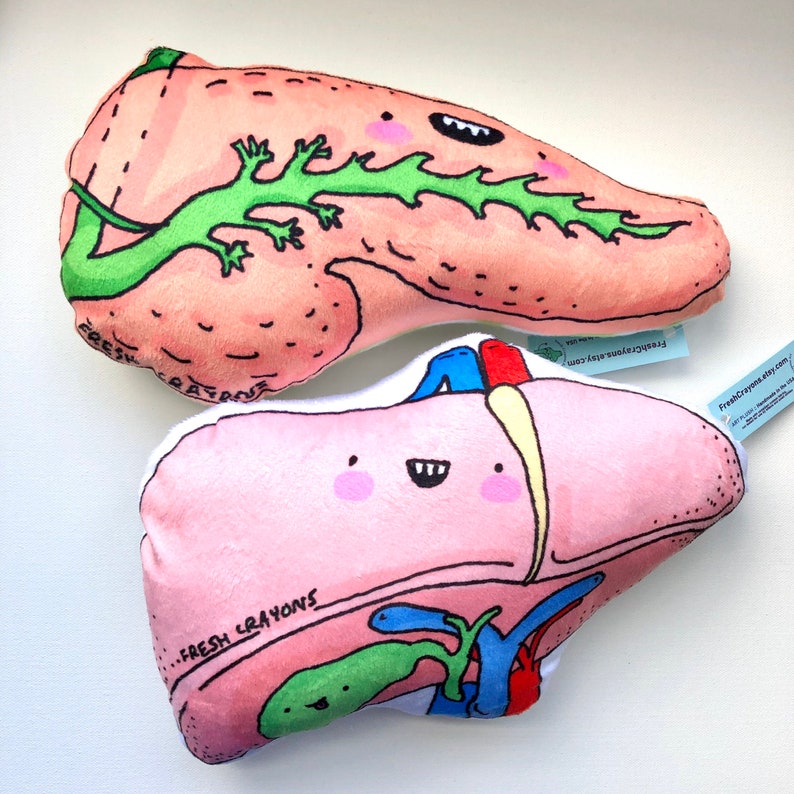 Liver Plushy/ Anatomy Organ Plush/ Hepatic Stuffed Animal - Etsy