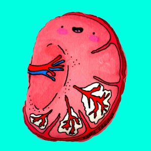 Spleen Plushy/ Spleen Organ Pillow/ Anatomy Illustration Toy, Biology ...