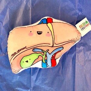 Liver Plushy/ Anatomy Organ Plush/ Hepatic Stuffed Animal - Etsy