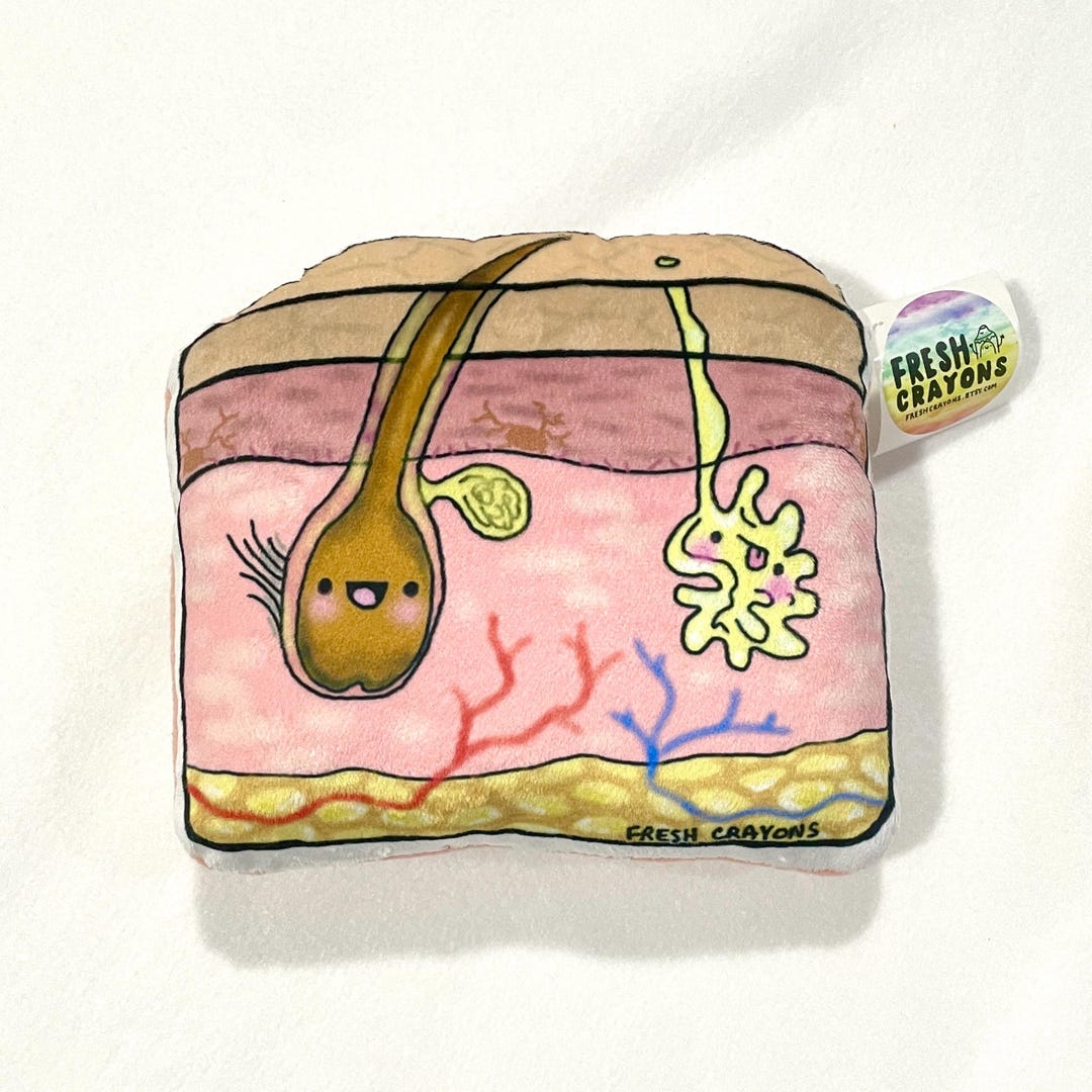 Skin Anatomy Plushy for Dermatology Medical Doctor Esthetician - Etsy