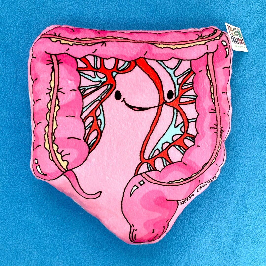 COLON Anatomy Organ Plushy/ Cute Science Toys GUTS - Etsy