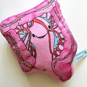 COLON Anatomy Organ Plushy/ Cute Science Toys GUTS - Etsy