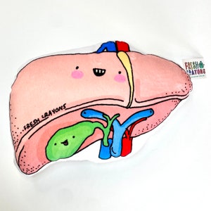 Liver Plushy/ Anatomy Organ Plush/ Hepatic Stuffed Animal - Etsy