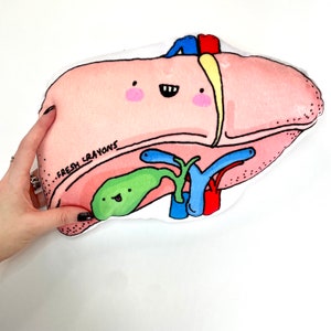 Liver Plushy/ Anatomy Organ Plush/ Hepatic Stuffed Animal - Etsy
